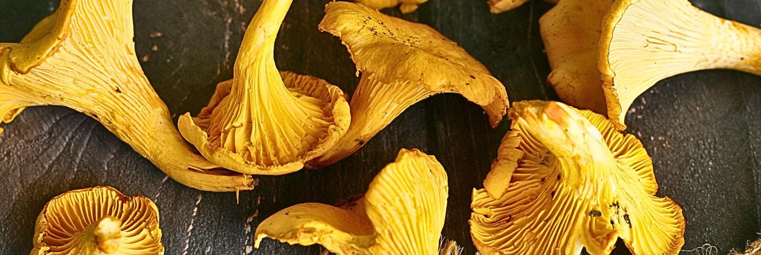 Girolle Mushrooms – Fine Food Specialist
