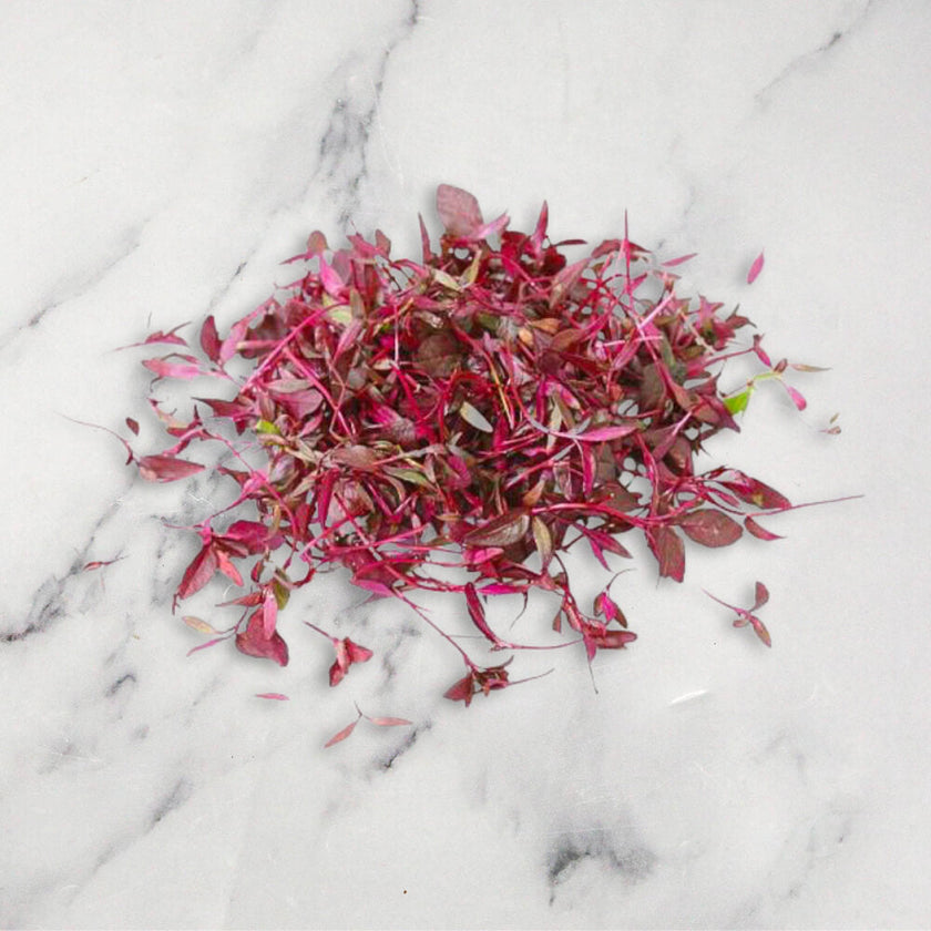Buy Amaranth Micro Herb UK | Fine Food Specialist