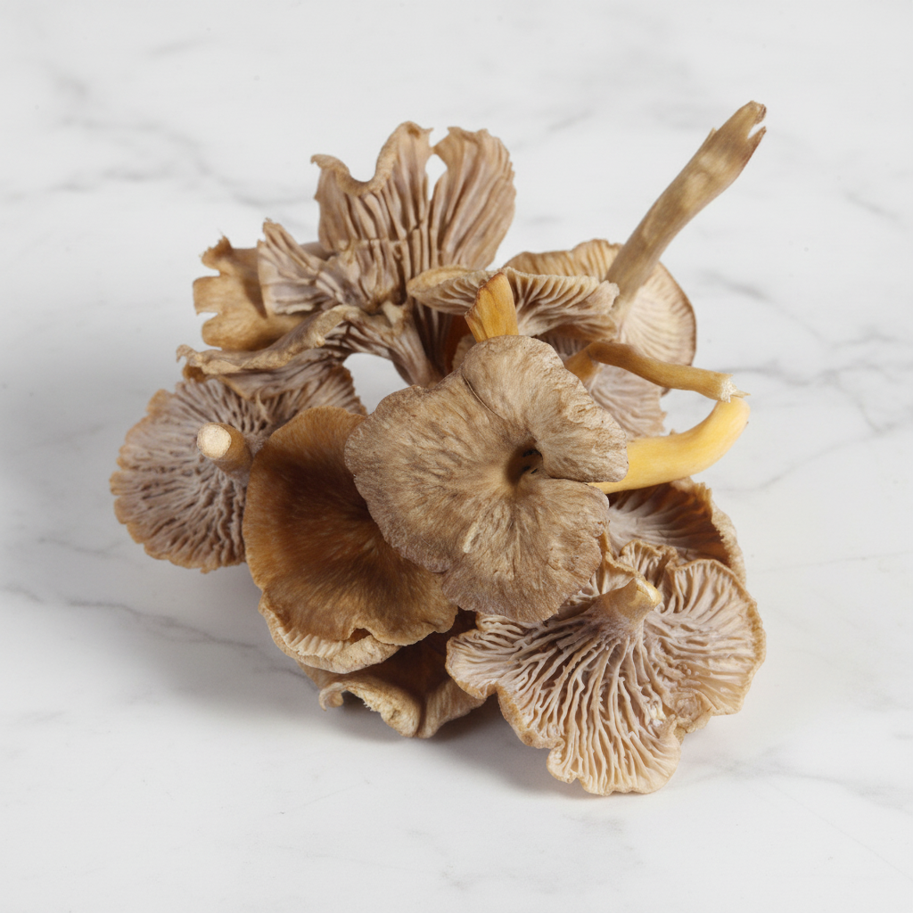 Buy Grey Chanterelles online | Fine Food Specialist
