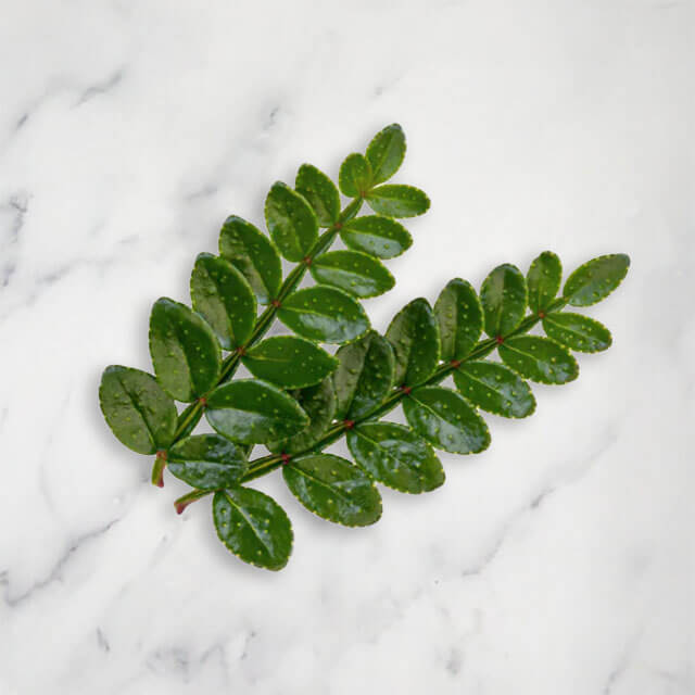 Buy Sansho Leaves UK | Fine Food Specialist